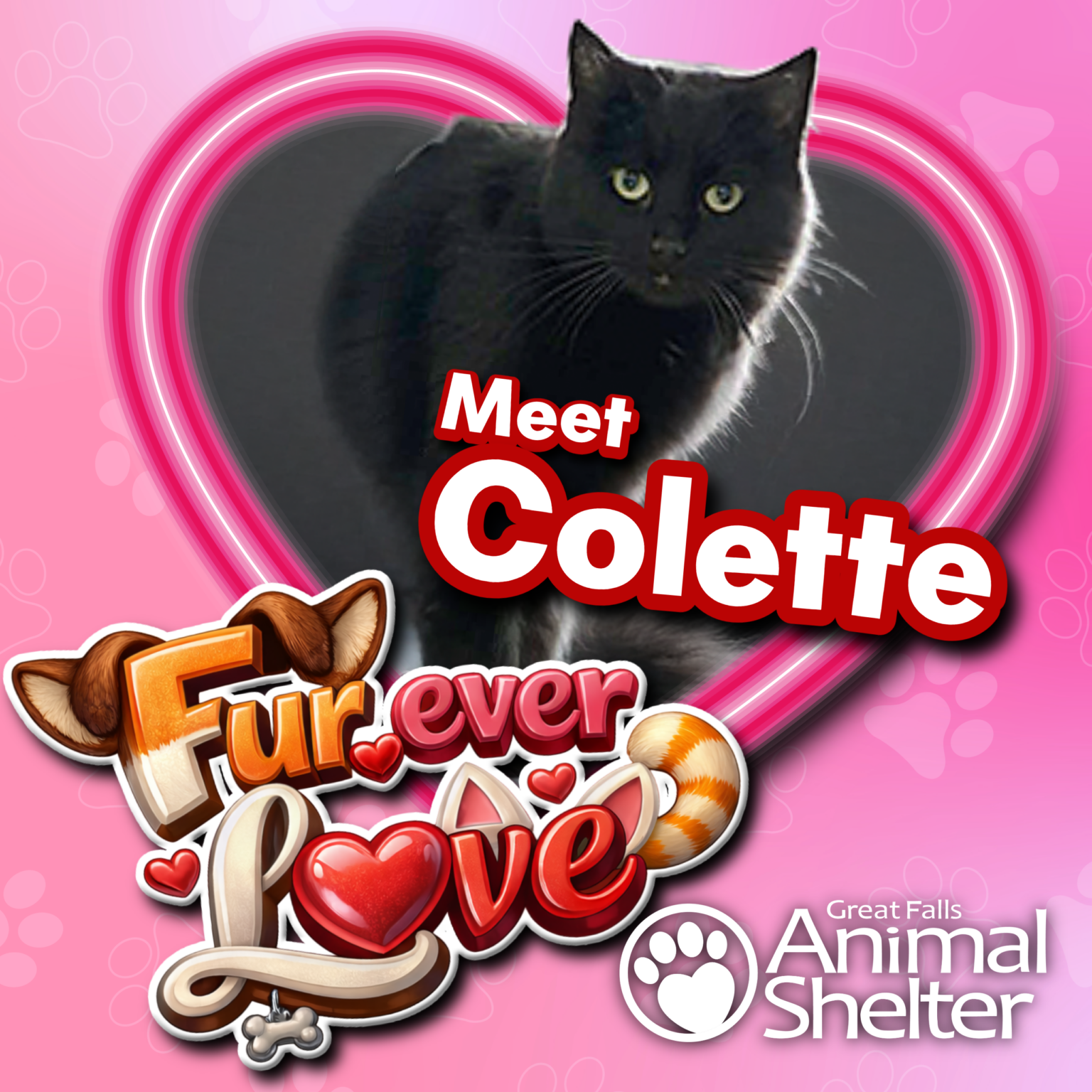 Fur-Ever Love – Colette - Great Falls Gazette