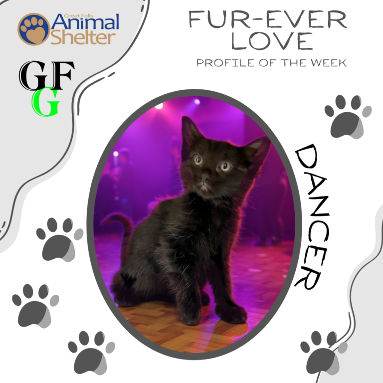 Fur-Ever Love – Dancer - Great Falls Gazette