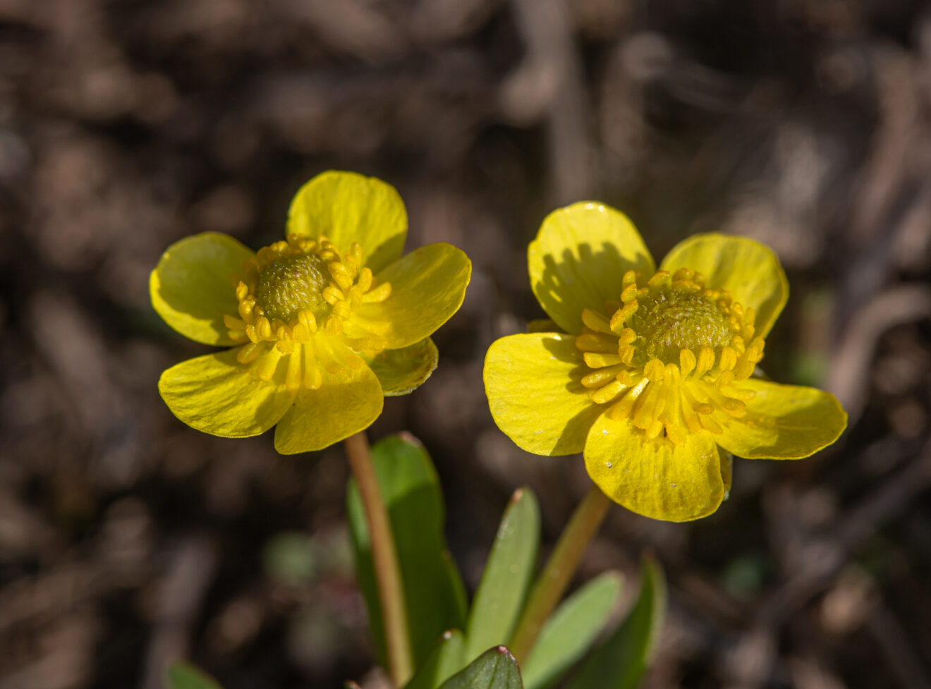 Buck’s Native Plant Corner – Sagebrush Buttercup - Great Falls Gazette